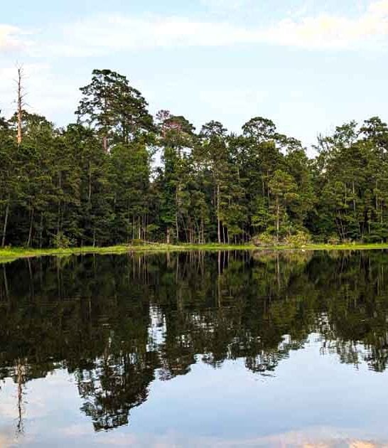 gorgeous louisiana state park ftr
