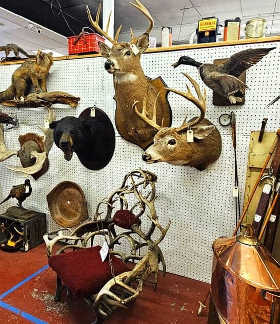 store finds new hampshire ftr