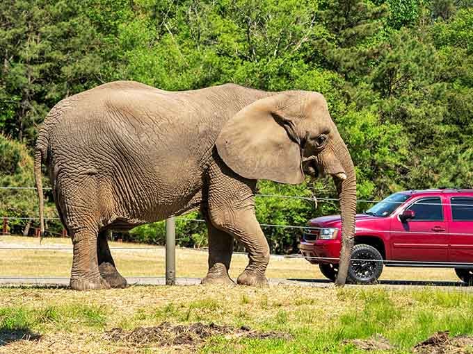 When an elephant casually strolls past your pickup truck, suddenly your commute complaints seem rather trivial.