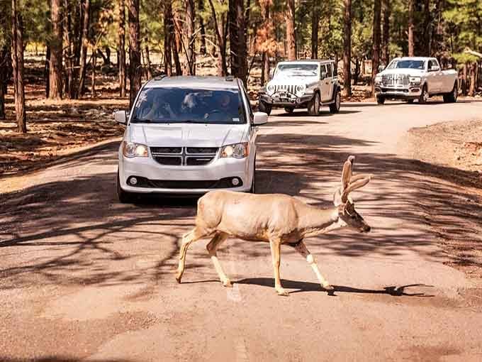 When a pronghorn antelope decides it's his road now, you wait patiently and enjoy the show.