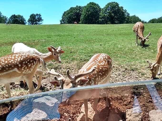 These deer seem to be having their own lazy Sunday meetup, proving that even massive horned beasts need downtime in the Missouri sunshine.