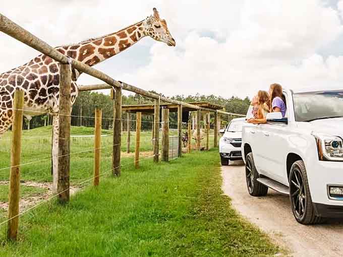 When a giraffe casually reaches down for snacks, you realize your sunroof was always meant for this exact moment.