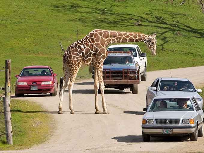 When giraffes roam freely while you stay in your car, you know you're in a truly special place.