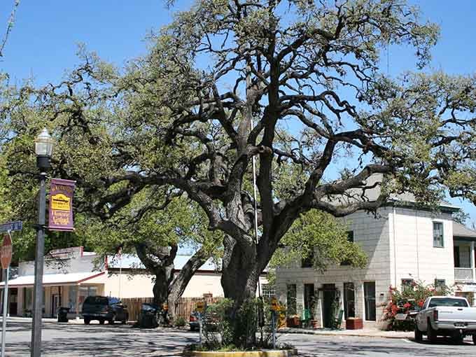 That magnificent oak tree has witnessed more Texas history than most textbooks, and it's still standing strong.