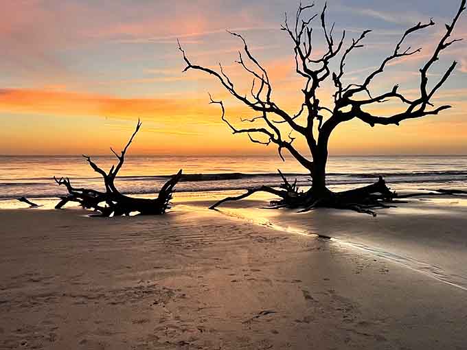 These silvery sentinels have seen countless sunrises, their twisted forms creating shadows that dance across the sand like memories.
