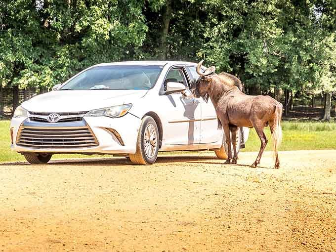 When a Black wildebeest treat your SUV like a drive-through window, you know you're not in Kansas anymore, Dorothy.