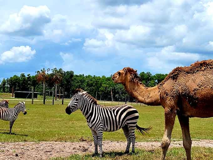 Zebras and camels sharing the same space like old roommates who've learned to tolerate each other's quirks and habits.