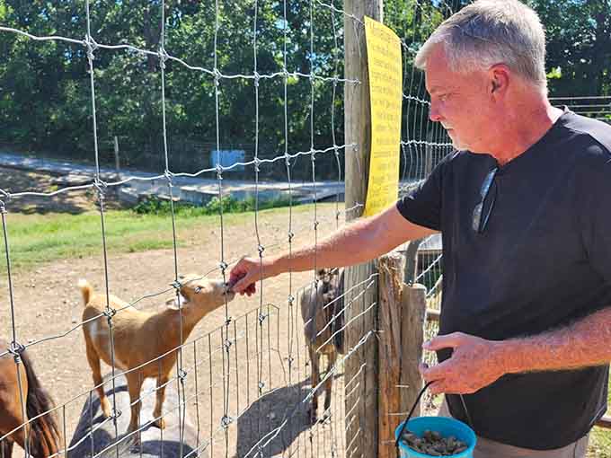 The ultimate handshake with nature: feeding a goat through the fence offers a personal connection that no smartphone notification can match.