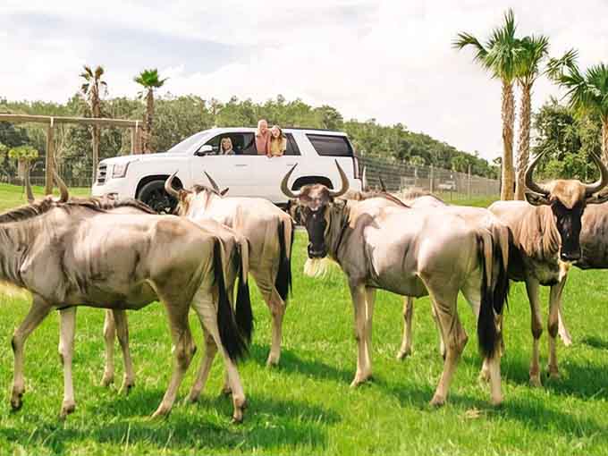 Surrounded by wildebeest while sitting in your SUV is the kind of traffic jam you'll actually brag about later.