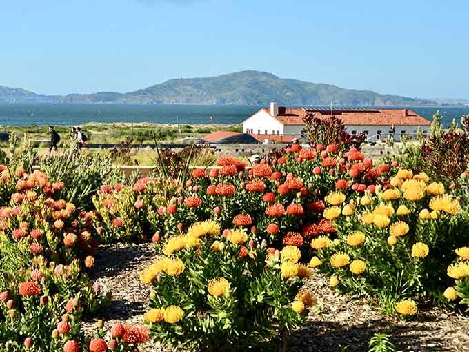 Those wildflowers aren't just pretty, they're California natives thriving above a highway like nature's ultimate comeback story.