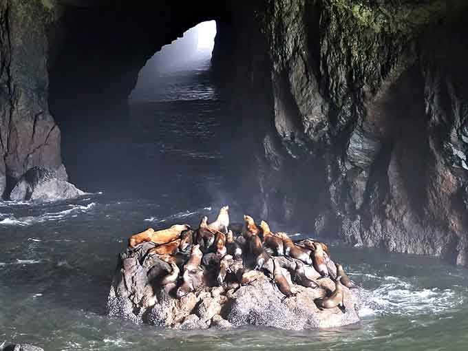 A sea lion convention in full swing, where the dress code is "au naturel" and nobody minds.