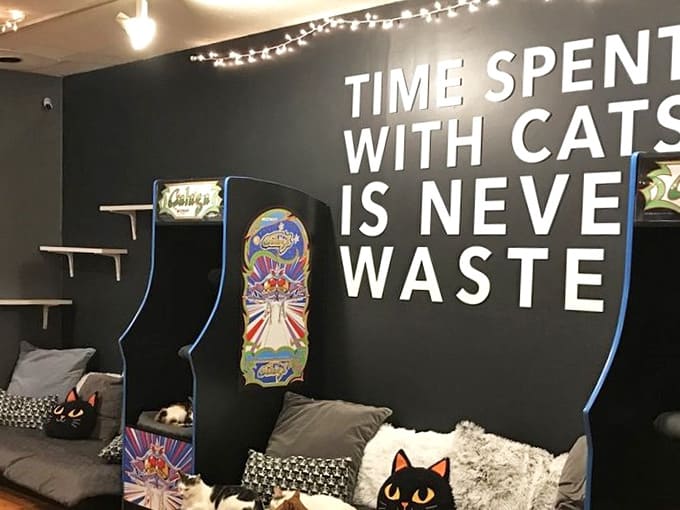 That wall motto speaks truth: time with cats is the best investment you'll ever make, guaranteed.
