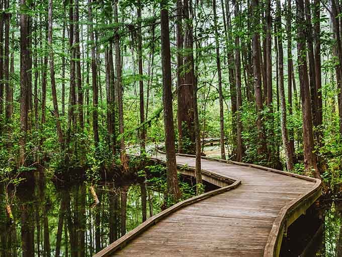 That boardwalk curves through the cypress forest like nature's own invitation to slow down and breathe.