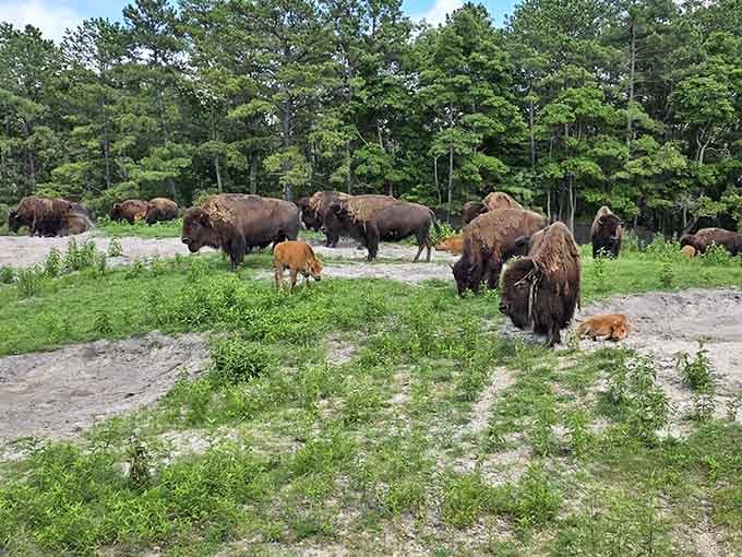 A bison family reunion complete with adorable calves proves New Jersey does "Wild West" surprisingly well.