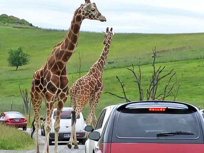 When giraffes roam freely while you stay in your car, you know you're in a truly special place.
