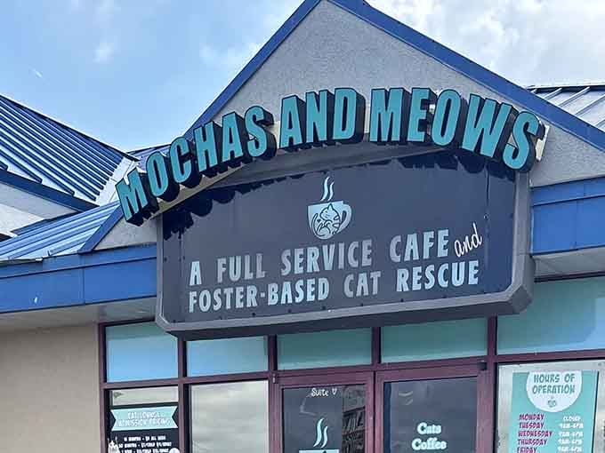 The entrance welcomes you with the promise of full-service cafe treats and foster cats who might just steal your heart.