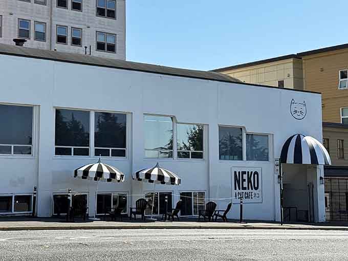 That black and white striped awning isn't just charming, it's basically a beacon calling all cat lovers to paradise.