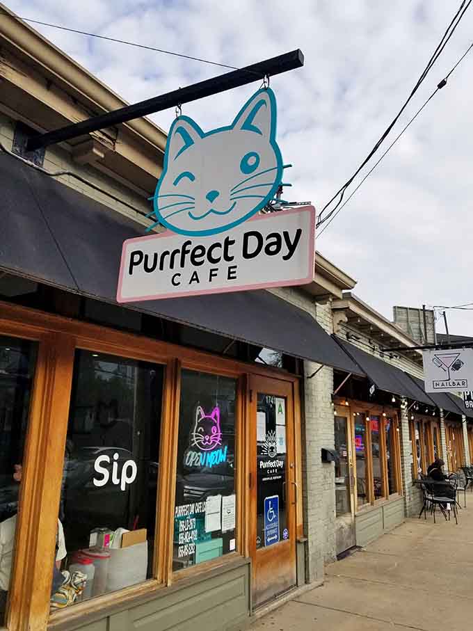 That winking cat sign isn't just adorable &ndash; it's basically a beacon calling all sensible people to stop immediately.