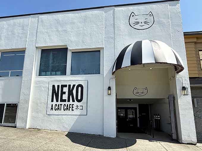 The entrance alone promises something special, like finding the wardrobe that leads to Narnia, except with more whiskers.