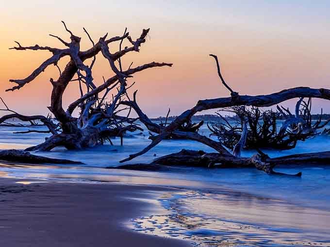 Nature's sculpture garden where trees become art after their final curtain call on the shore.