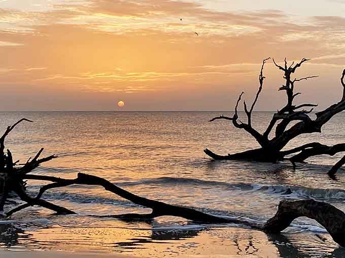 When the sun kisses the horizon at Driftwood Beach, even the trees seem to pause and admire the view.