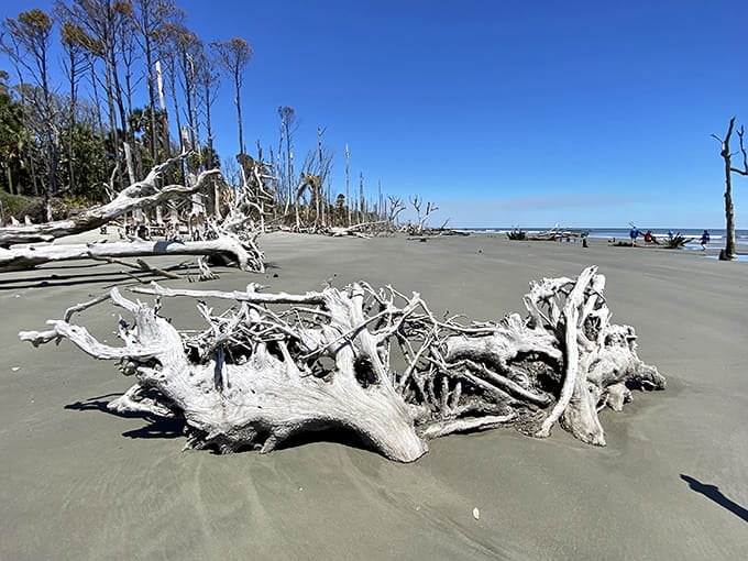 These bleached tree skeletons look like they're auditioning for a Tim Burton film, and honestly, they'd get the part immediately.