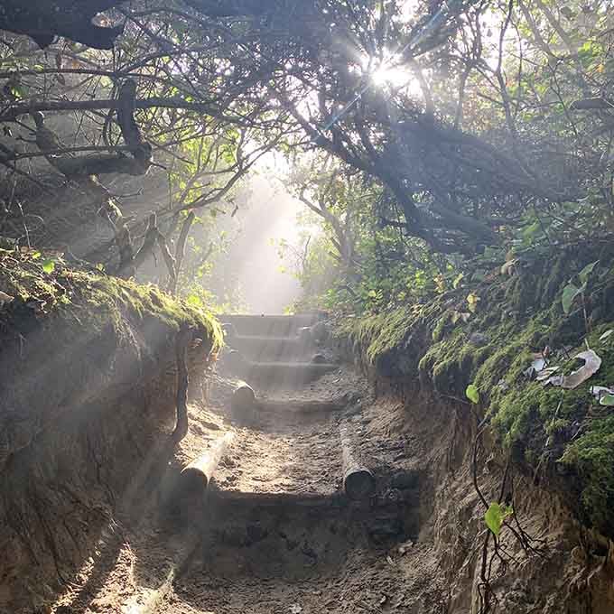 When sunlight breaks through the canopy like nature's own spotlight, you know you've found something special.