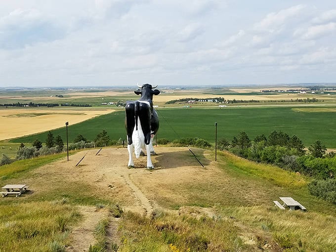 Salem Sue stands majestically on her hilltop throne, surveying her kingdom of golden fields and endless sky like a bovine monarch of the plains.