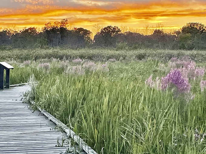 When the sky decides to paint a masterpiece, the marsh boardwalk becomes your front-row seat to nature's greatest show.