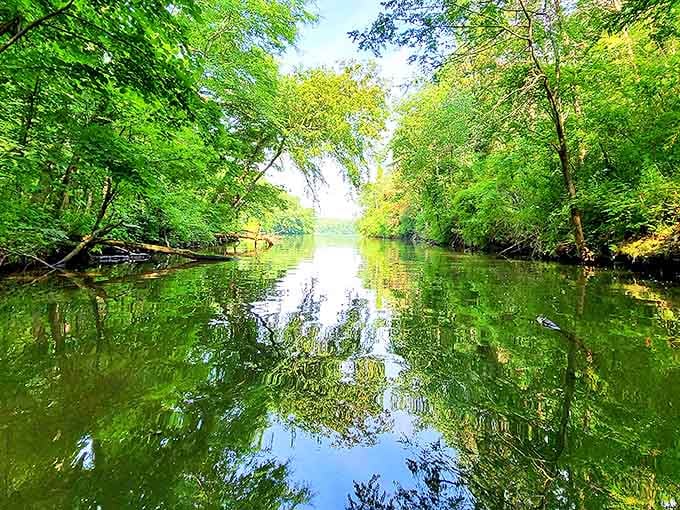 Mirror-like waters reflect towering trees, creating nature's perfect symmetry. This tranquil waterway at Joe Wheeler invites exploration and peaceful contemplation.