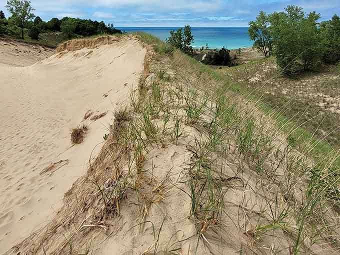 Pioneer grasses slowly stabilize the massive dunes, demonstrating nature's patient transformation from shifting sand to thriving ecosystem.