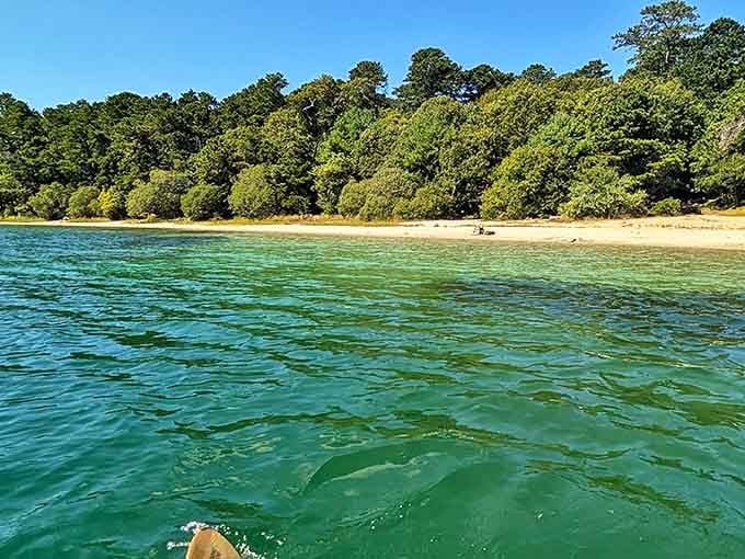 Where forest meets freshwater paradise. This hidden beach along one of Nickerson's ponds proves Massachusetts has secrets worth discovering.