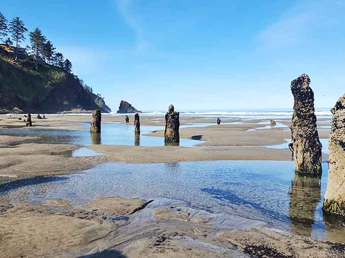 Ancient stumps rise from the sand like nature's own Stonehenge, minus the druids and gift shop.