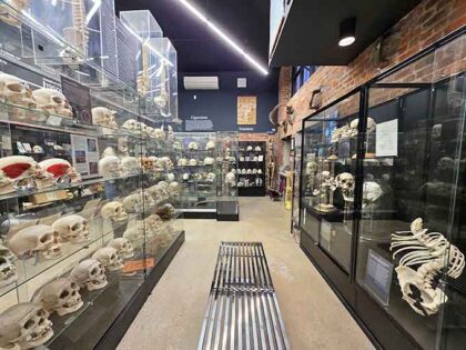 Body Split Museum There's A Museum Full Of Bones Hiding In New York And It's Fascinating