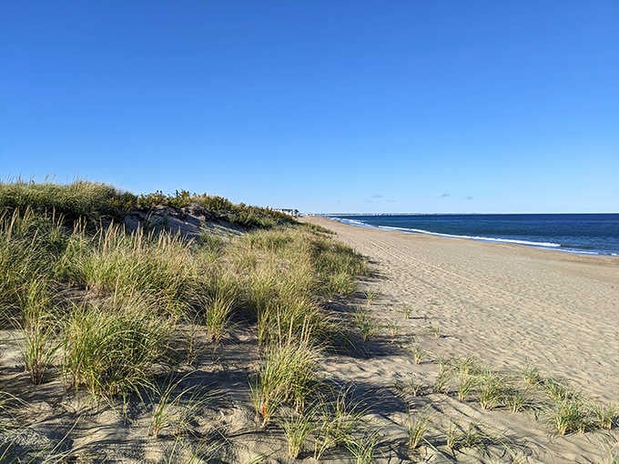 Pristine sandy shoreline meets swaying dune grass at Salisbury Beach, offering 3.8 miles of unspoiled Atlantic coastline for beachcombers.