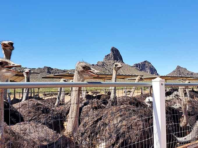 Those long necks stretching over the fence aren't asking for food, they're demanding it with prehistoric authority.