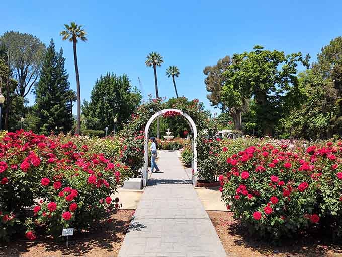 That white archway framing endless blooms makes every visitor feel like they're entering a secret garden.