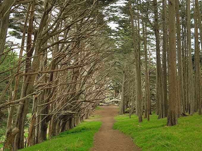 The coastal breeze whispers through twisted branches while dappled sunlight dances across the path like nature's own disco ball.