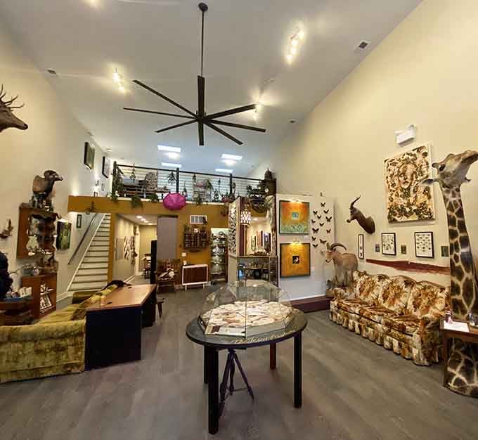 When a museum looks like a Victorian explorer's living room had a baby with a curiosity shop, magic happens.