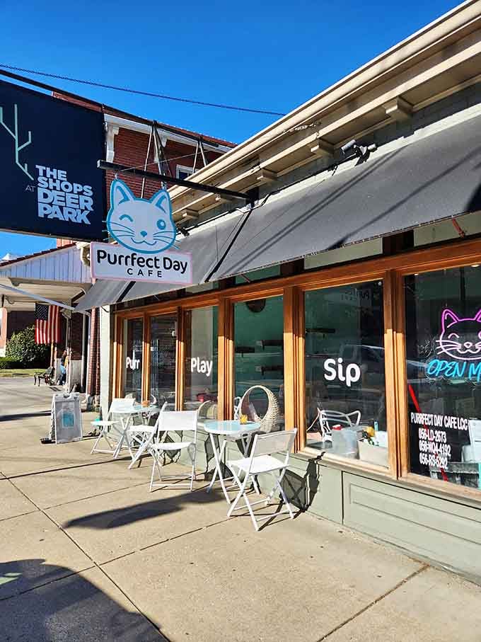 The outdoor seating lets you enjoy your coffee in the fresh air before heading inside for the main event: cats.