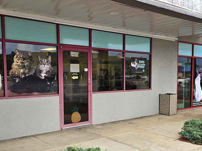 Those window decals featuring actual resident cats are basically the world's most effective advertising, because who can resist those faces?