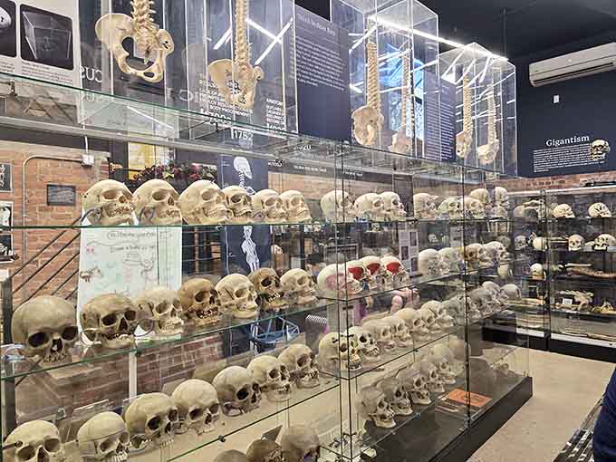 Glass cases filled with skulls stretching into the distance, because Brooklyn does everything with style, even anatomy lessons.