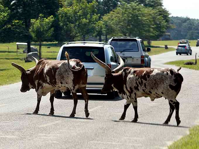 Those magnificent horns span wider than your car, and these longhorns know they own the road.