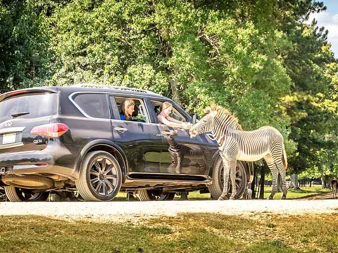 When zebras treat your SUV like a drive-through window, you know you're not in Kansas anymore, Dorothy.