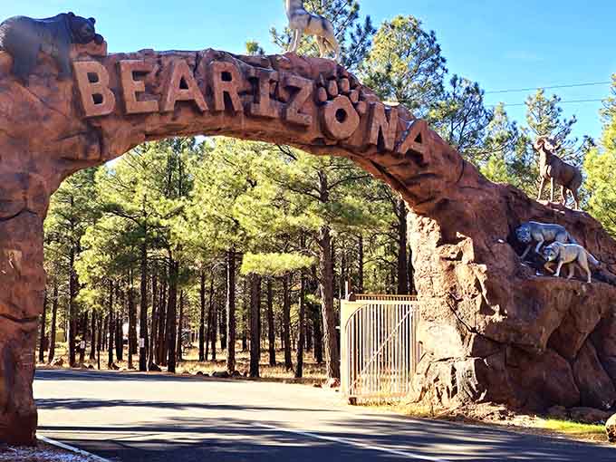 That entrance arch isn't just welcoming you to Bearizona, it's practically giving you a bear hug before you even start.