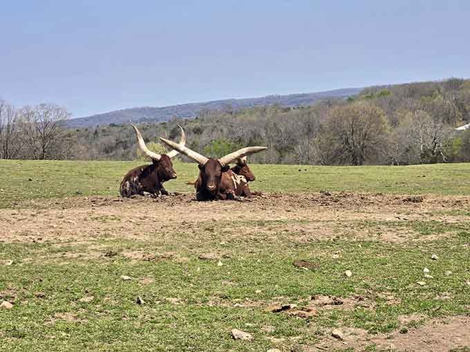 These longhorn cattle seem to be having their own lazy Sunday meetup, proving that even massive horned beasts need downtime in the Missouri sunshine.