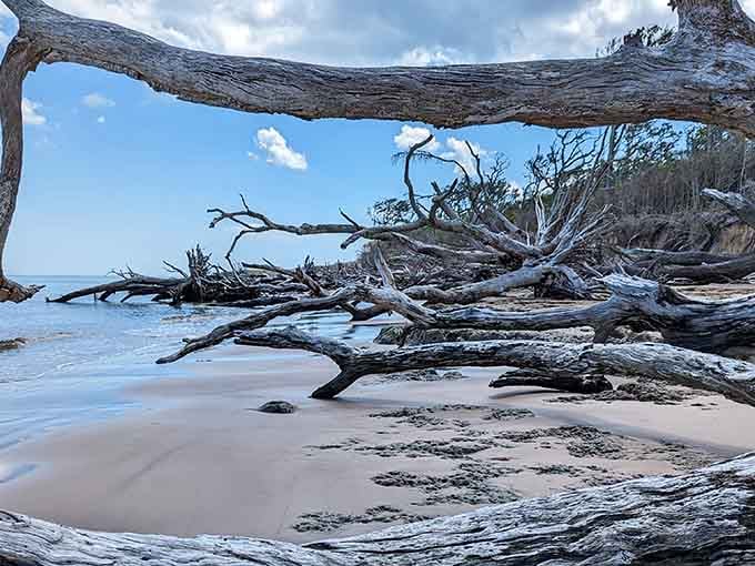Nature's sculpture garden where trees become art after their final curtain call on the shore.