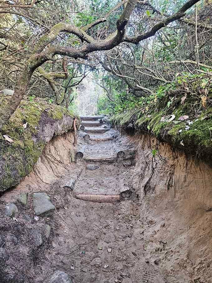 This natural tunnel formed by twisted roots and branches looks like the entrance to a hobbit's home, doesn't it?