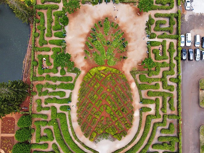 Aerial mastery: The world's largest maze sprawls across Oahu's landscape like a giant green puzzle waiting to be solved.