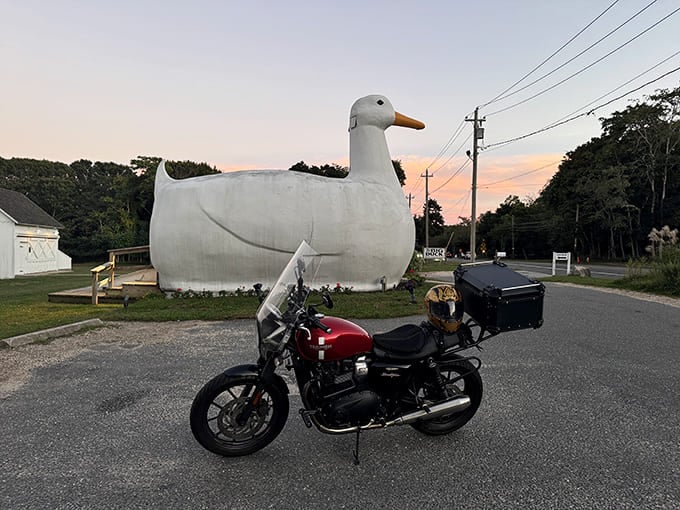 Golden hour at the Big Duck hits different when a motorcycle and magnificent waterfowl share the same sunset glow.